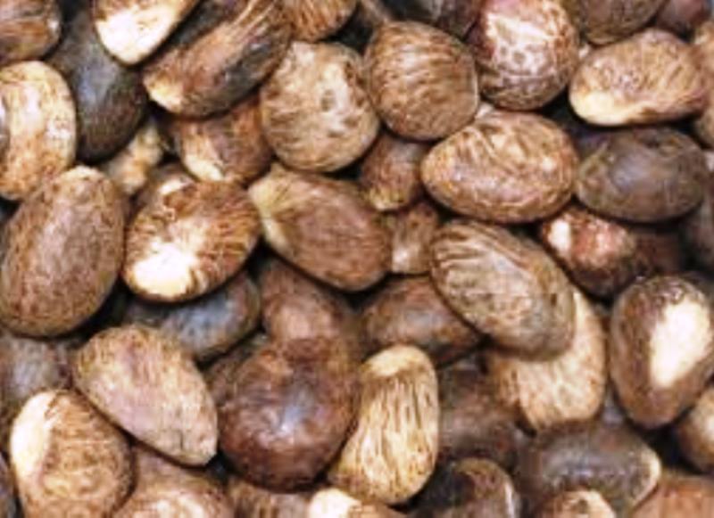 La tagua en el Ecuador – REVISTA DE MANABÍ