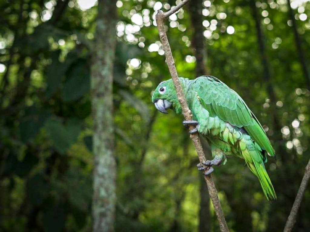 Pacoche, el bosque húmedo de Manta – REVISTA DE MANABÍ
