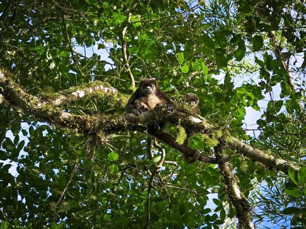 Pacoche, el bosque húmedo de Manta – REVISTA DE MANABÍ