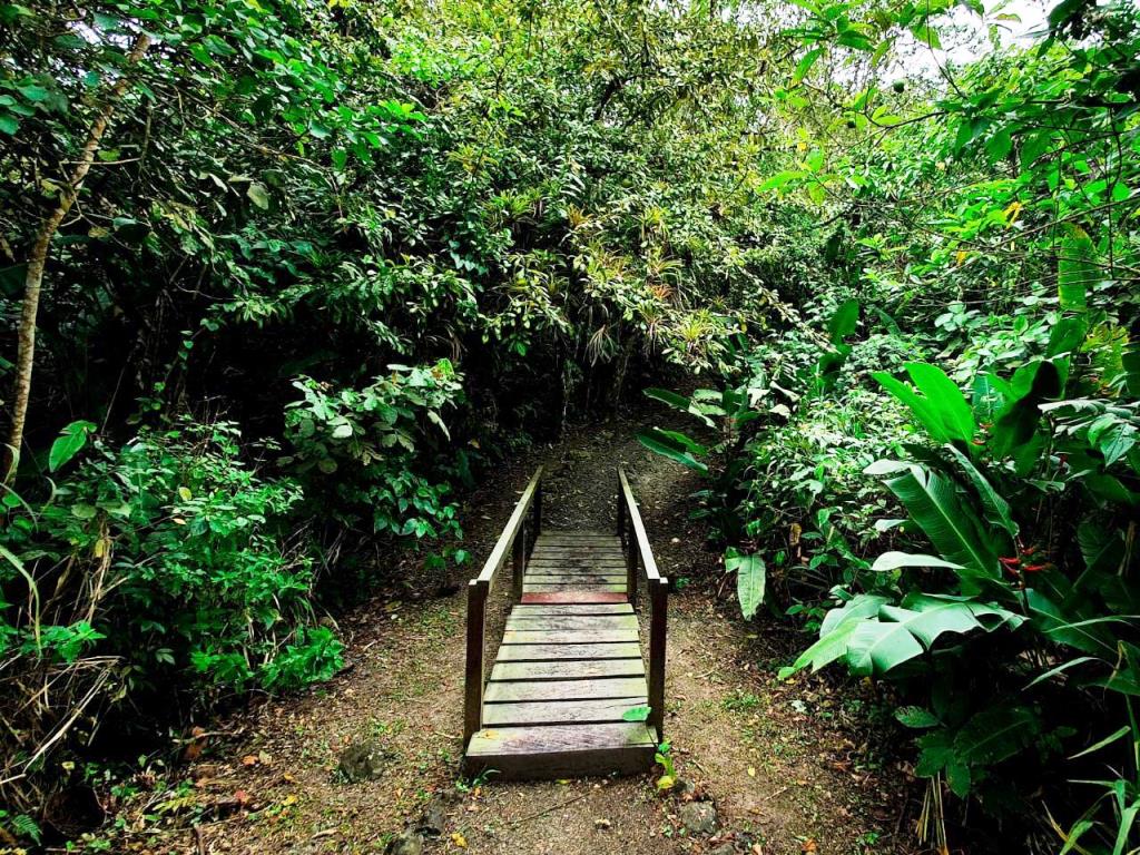 Pacoche, el bosque húmedo de Manta – REVISTA DE MANABÍ