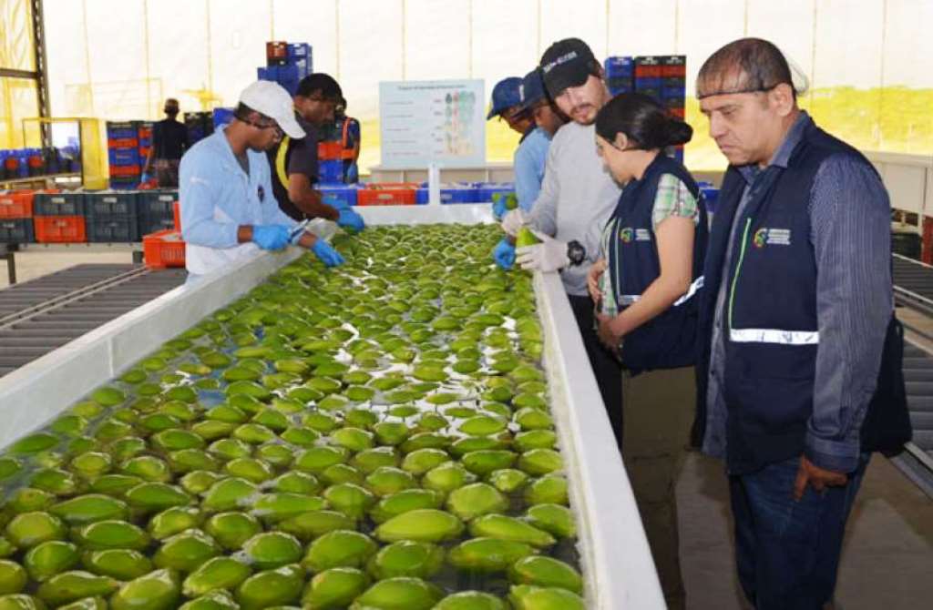 Agroindustria en los próximos cuatro años – REVISTA DE MANABÍ