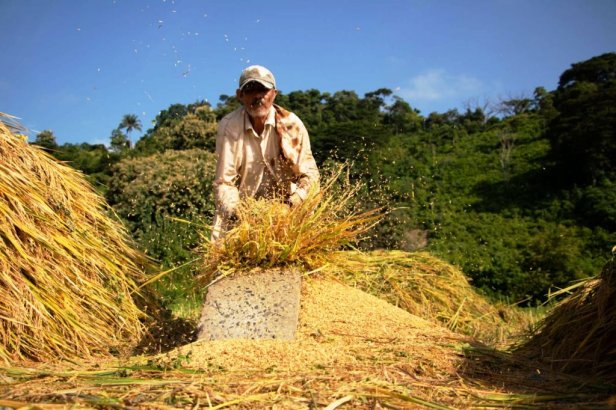 Arroz y maíz, dos productos insignia del Cantón Olmedo – REVISTA DE MANABÍ