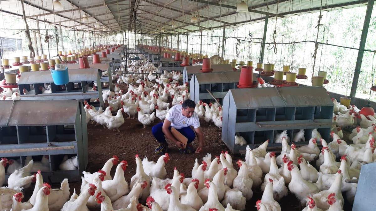 Alertan sobre posible presencia de influenza aviar en Ecuador – REVISTA ...