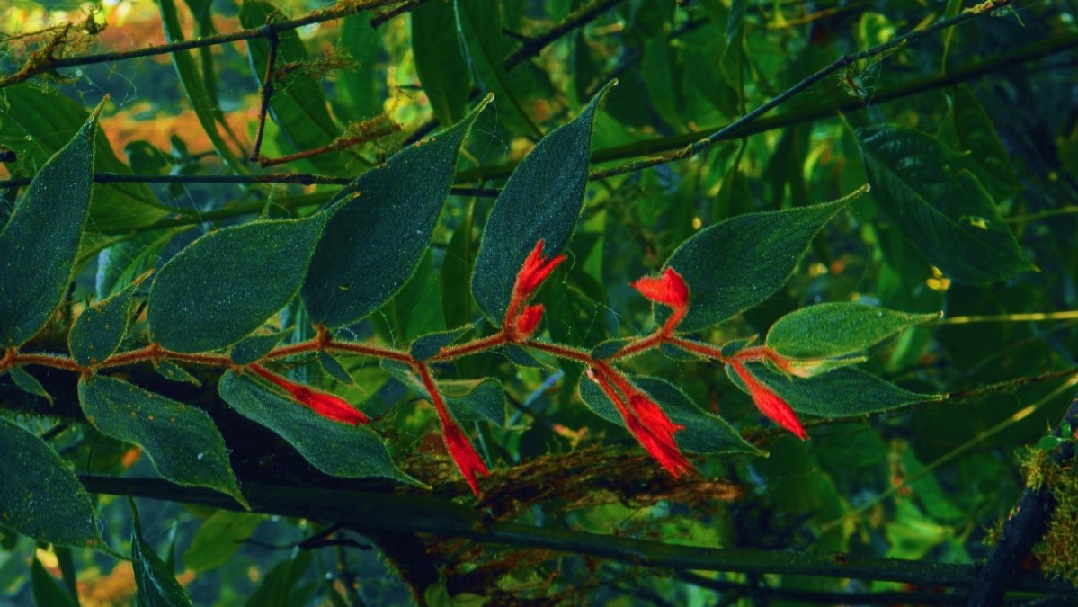 Descubierta nueva especie de flor en el Chocó Andino ecuatoriano ...