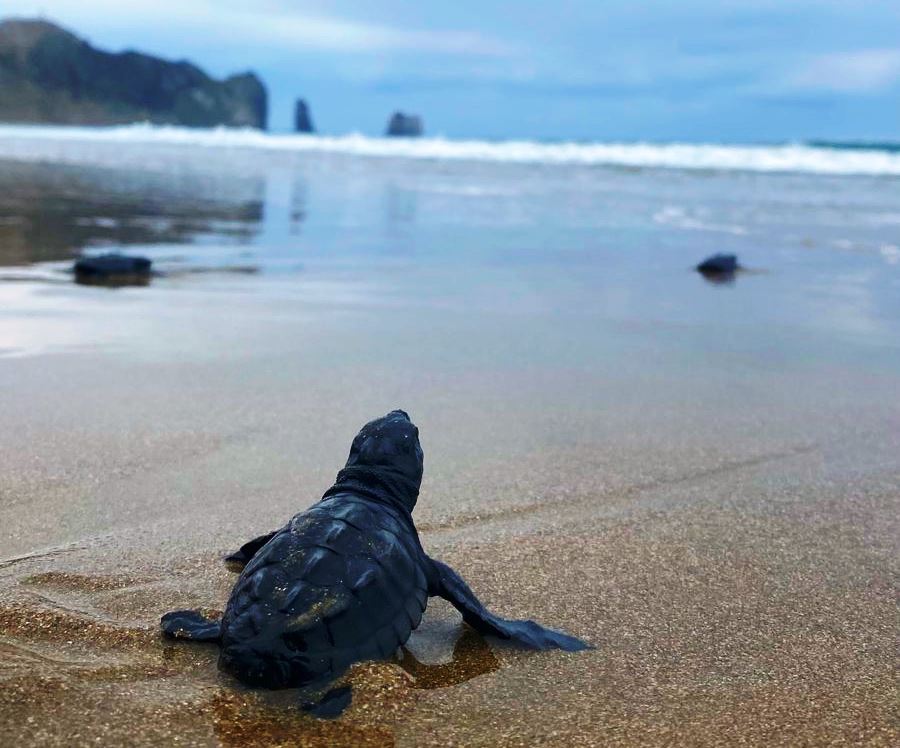 Crías de tortugas, en su mudanza maravillosa – REVISTA DE MANABÍ