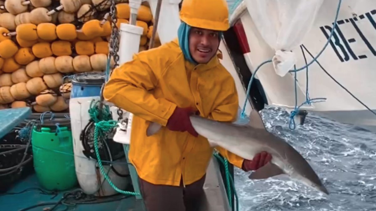 Apoyo financiero a Tunacons para resguardar tiburones en Ecuador ...