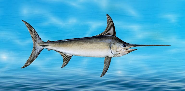 Diseñan duras normas de pesca para evitar la extinción del pez espada ...