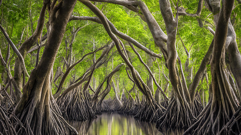 Los manglares, qué son y porqué cuidarlos – REVISTA DE MANABÍ